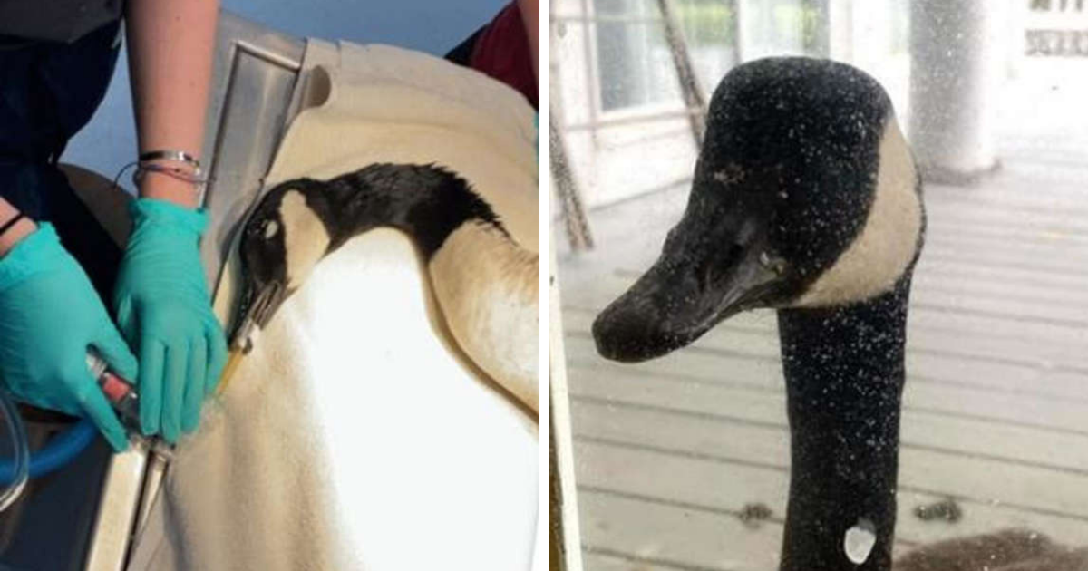 Devoted goose shows unwavering loyalty to mate when rescuers take him ...
