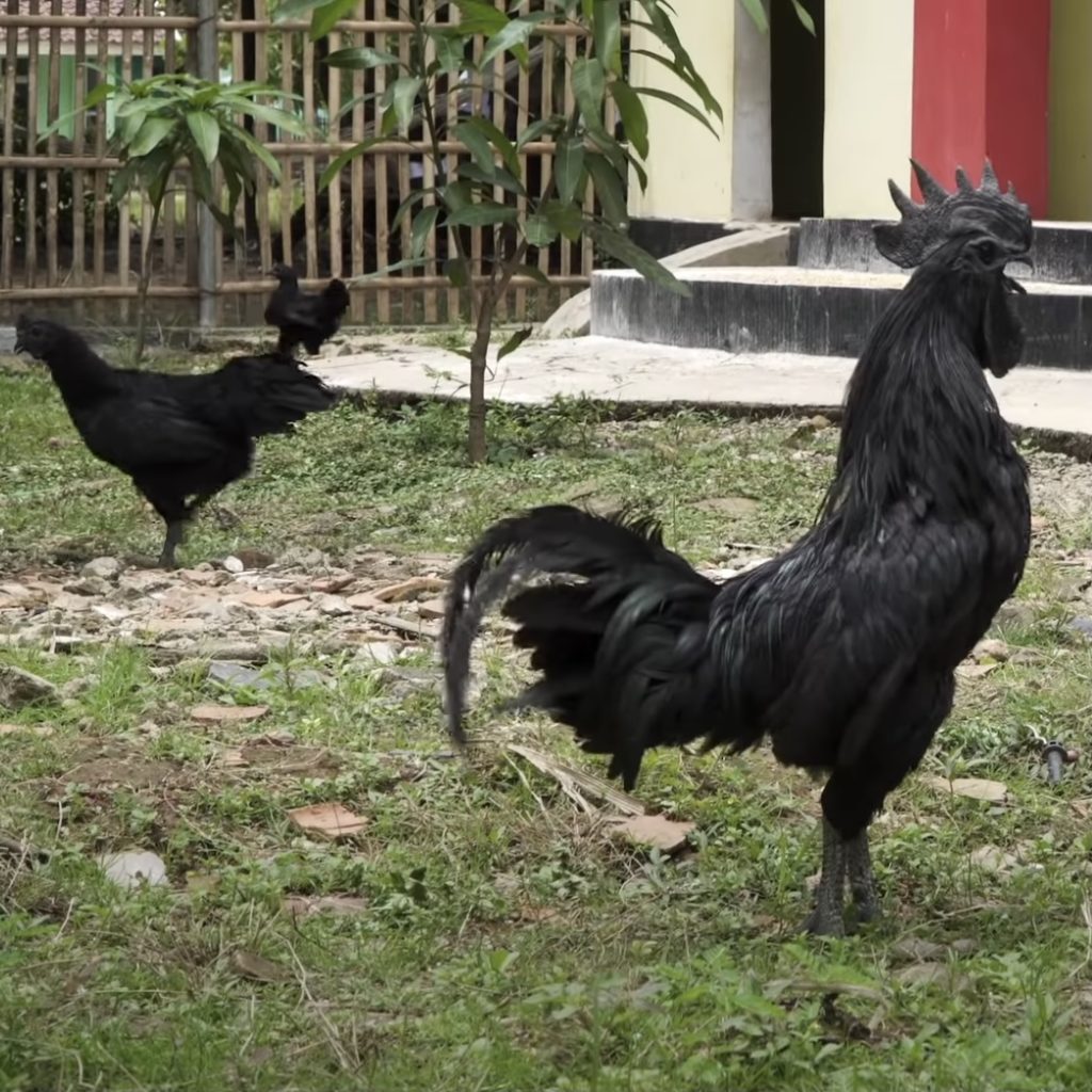 This rare 'Goth Chicken' is 100% black from its feathers to its bones