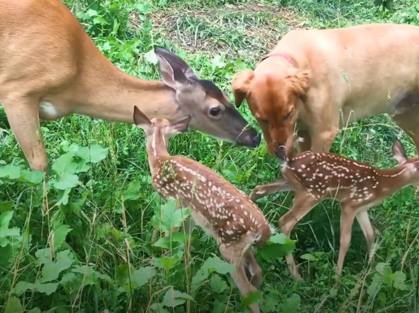 Mama Deer “Knocks” At Door To Show Her New Babies To Her Best Friend