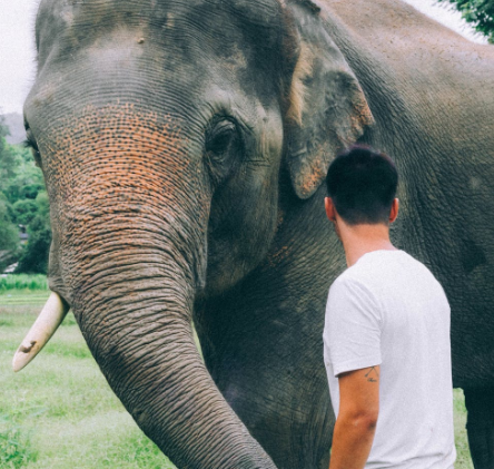 Baby elephant hugs man lovingly