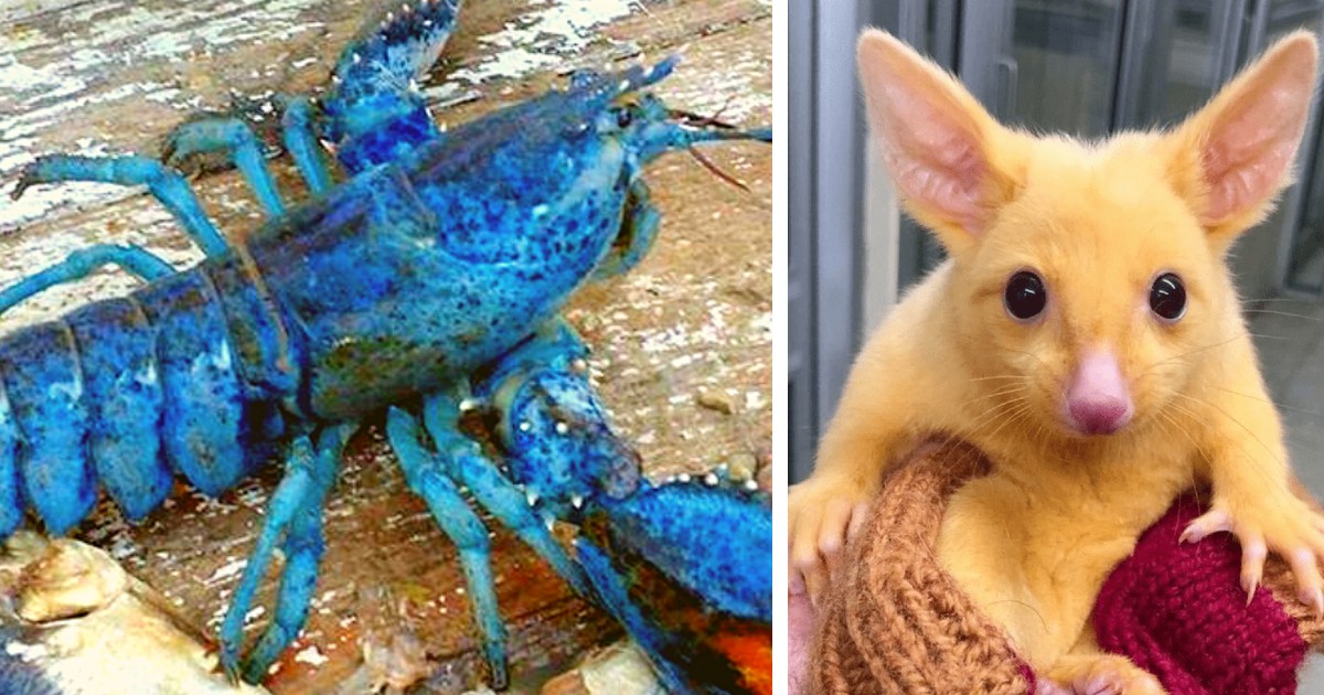 30 beautiful animals that hit the genetic jackpot