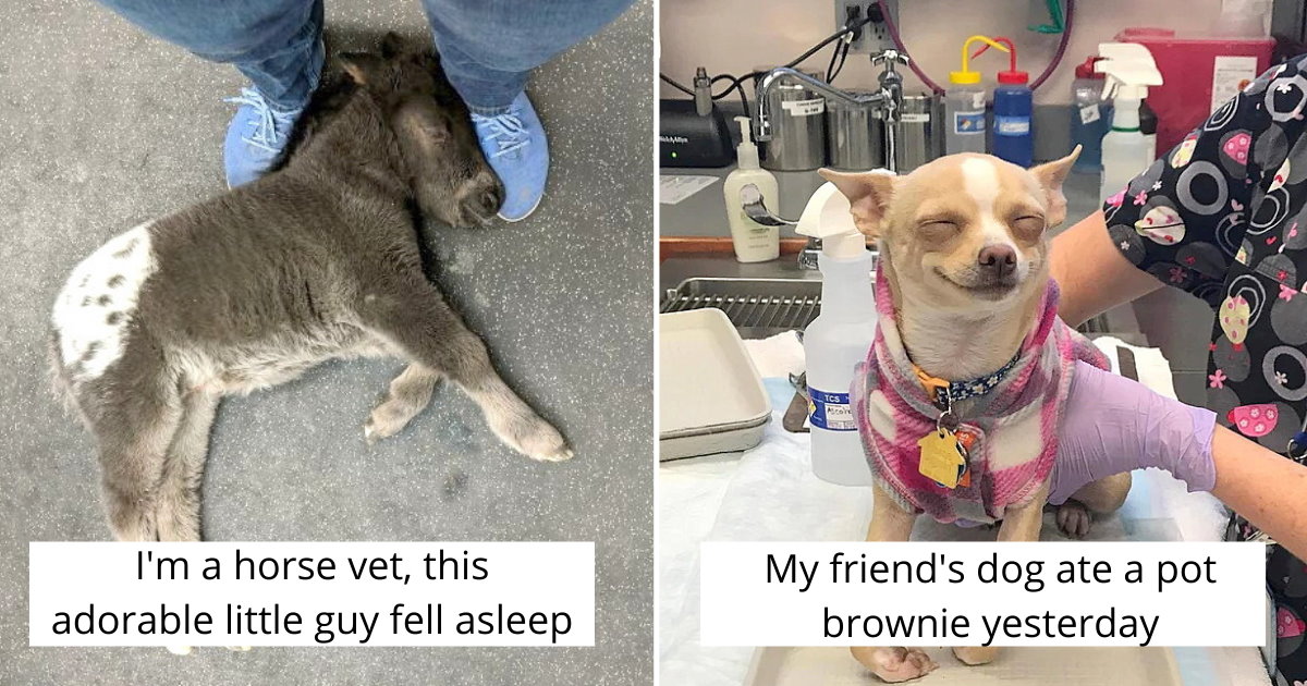 30 Vets Who Treated The Most Adorable Pets At Work