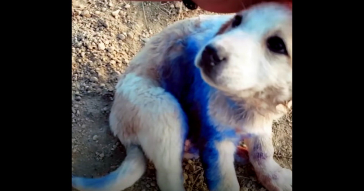 Couple Finds Tiny Puppy On Mountain Covered In Blue “Paint”