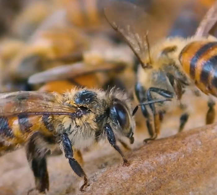 25 Of The Strangest Animal Crossbreeds That Actually Exist