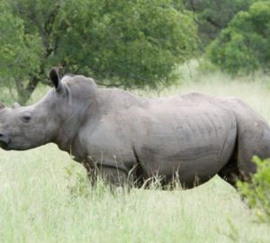 25 Of The Strangest Animal Crossbreeds That Actually Exist