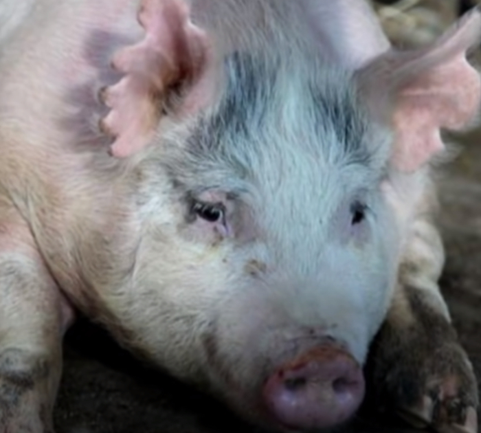 25 Of The Strangest Animal Crossbreeds That Actually Exist