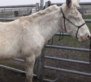 25 Of The Strangest Animal Crossbreeds That Actually Exist