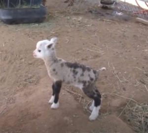 25 Of The Strangest Animal Crossbreeds That Actually Exist