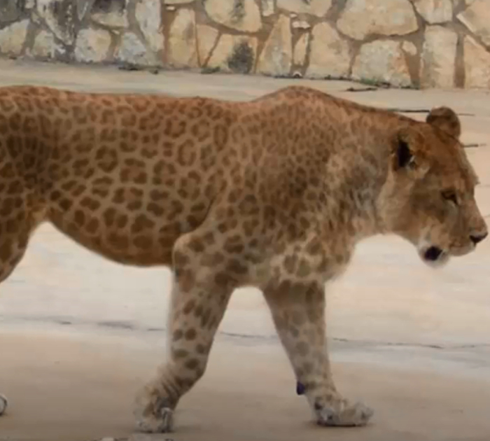 25 Of The Strangest Animal Crossbreeds That Actually Exist