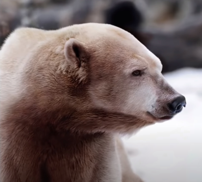 25 Of The Strangest Animal Crossbreeds That Actually Exist