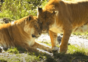 25 Of The Strangest Animal Crossbreeds That Actually Exist