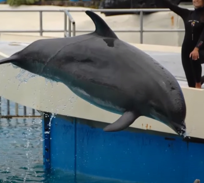 25 Of The Strangest Animal Crossbreeds That Actually Exist