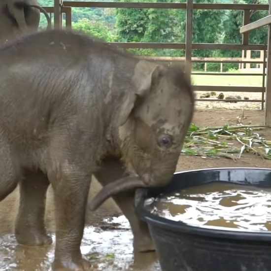 Cute clumsy elephant jumps into first-ever bath and melts 4M hearts