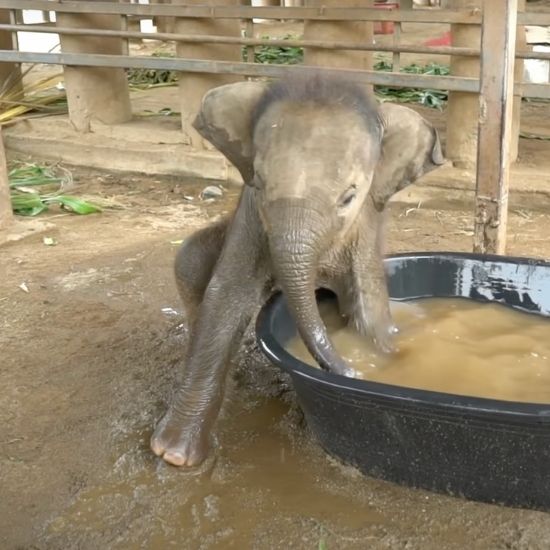 Cute clumsy elephant jumps into first-ever bath and melts 4M hearts