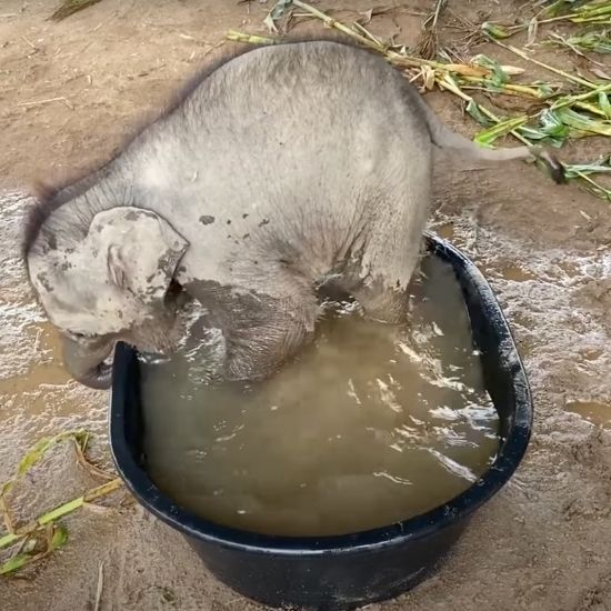 Cute clumsy elephant jumps into first-ever bath and melts 4M hearts