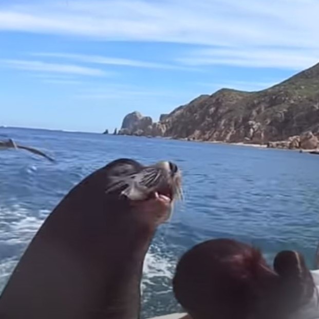 Hungry sea lion hitches ride on back of boat to entertain tourists for ...