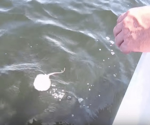 Fisherman helps struggling stingray give birth