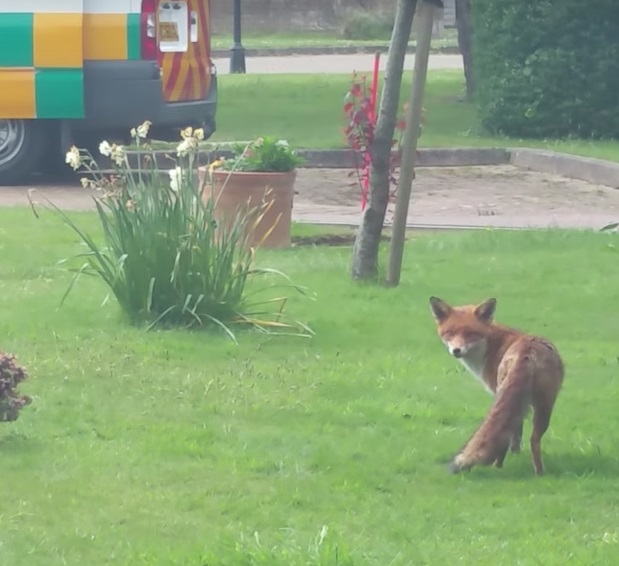 Rescuers save baby foxes stuck inside drain pipe