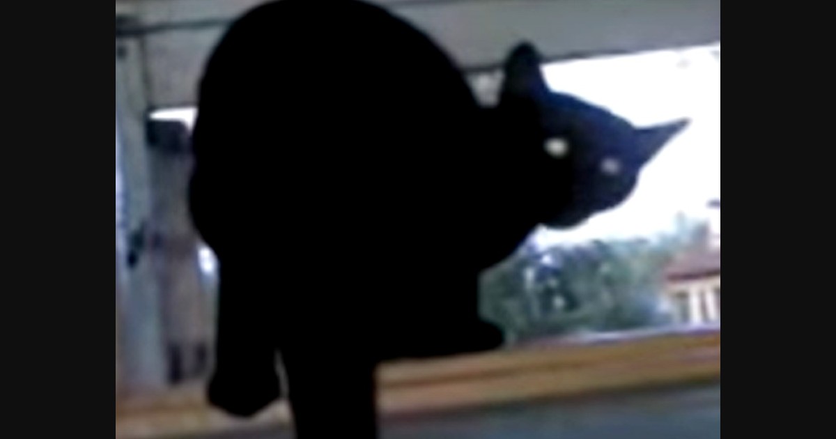 Cute cat barks just like a dog