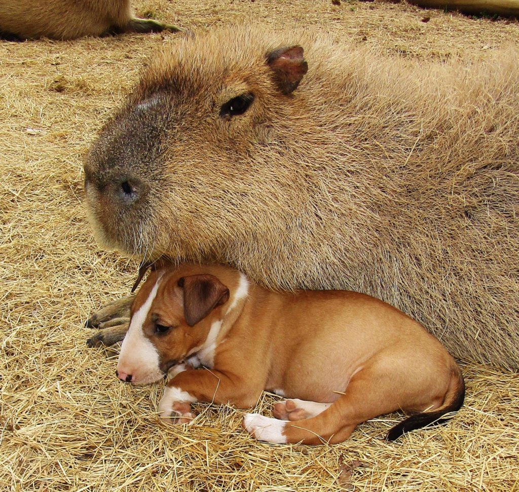 Capybara falls in love with every animal at new rescue sanctuary