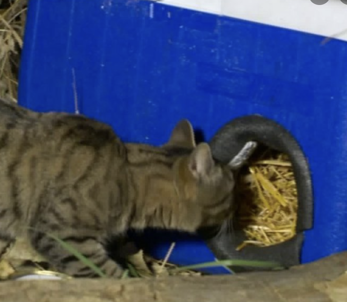 Man uses old coolers to keep vulnerable cats warm during winter