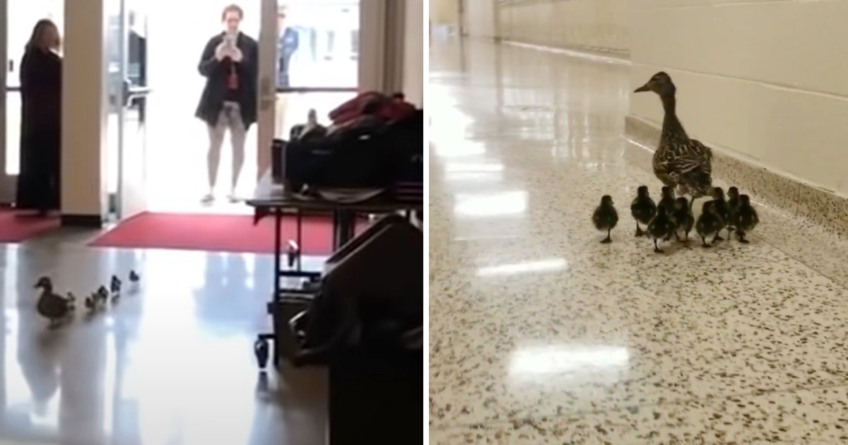 Mama duck leads her ducklings through high school