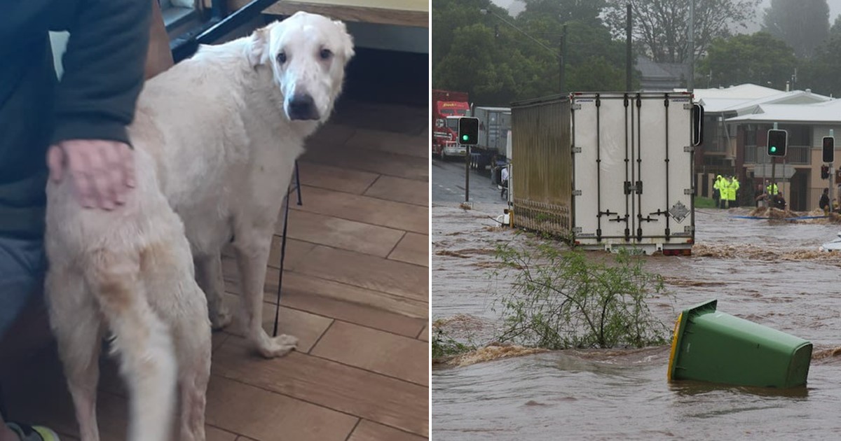 Brave dog swims through floodwater to save boy clinging to pole