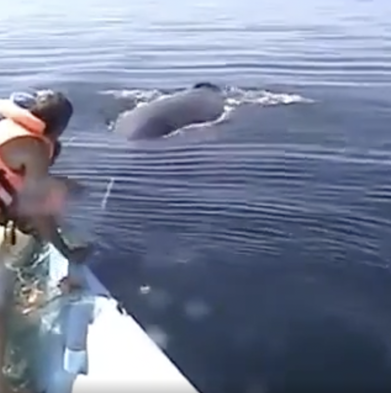 Friends spot a whale caught in fishing net and one man jumps right in ...