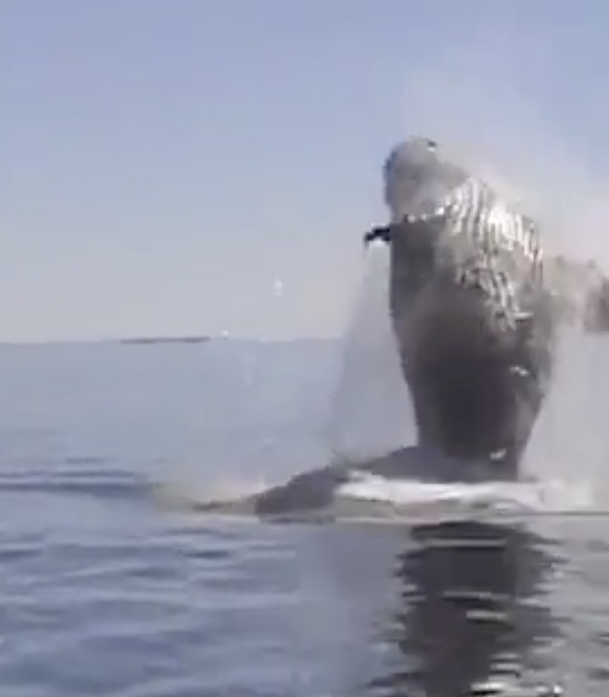 Friends spot a whale caught in fishing net and one man jumps right in ...