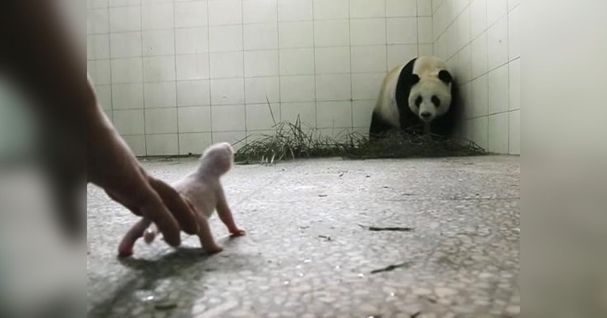 Zoo staff worried panda would reject cub until motherly instincts kick in