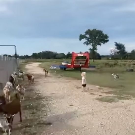 Tiny girl shows off her adorable method for wrangling in the goats on farm