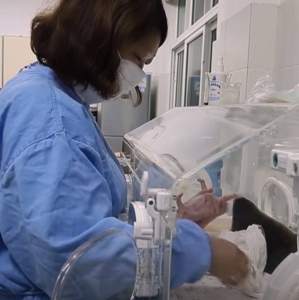 Zoo staff worried panda would reject cub until motherly instincts kick in