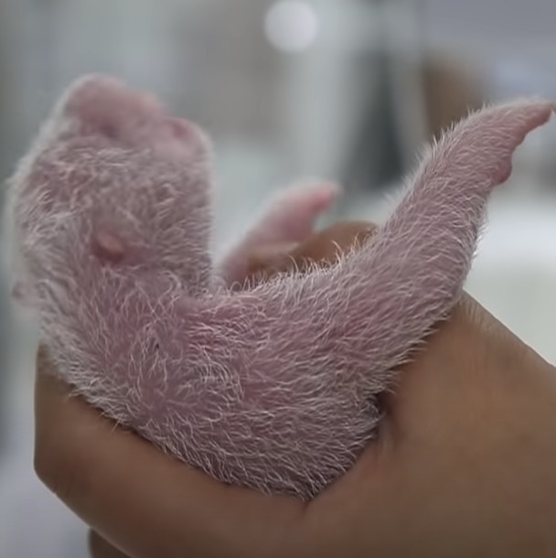 Zoo staff worried panda would reject cub until motherly instincts kick in