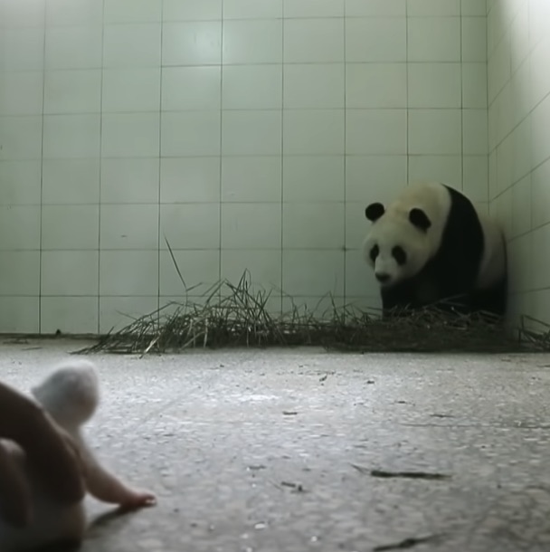 Zoo staff worried panda would reject cub until motherly instincts kick in