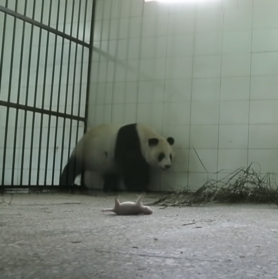 Zoo staff worried panda would reject cub until motherly instincts kick in