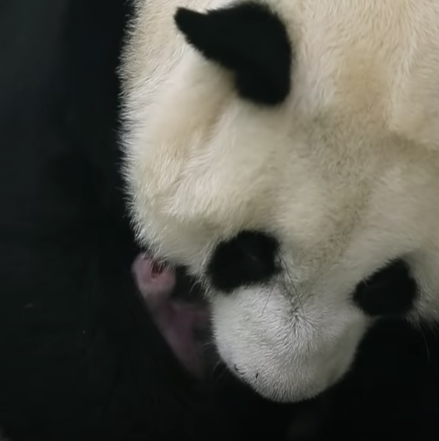 Zoo staff worried panda would reject cub until motherly instincts kick in