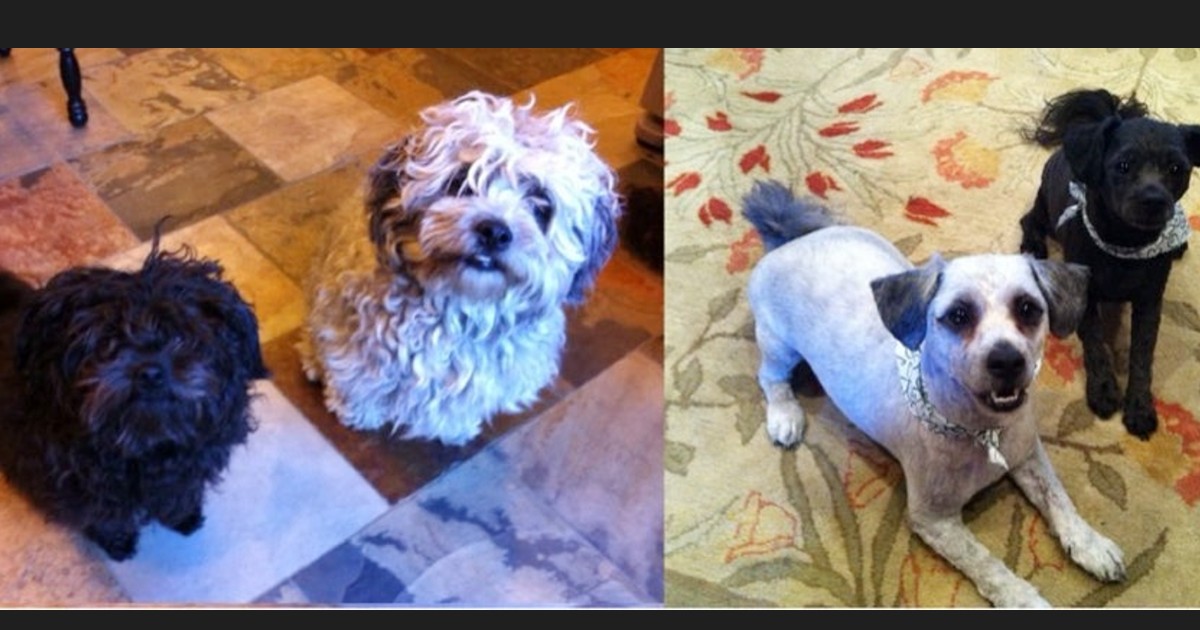 22 photos of dogs before and after grooming