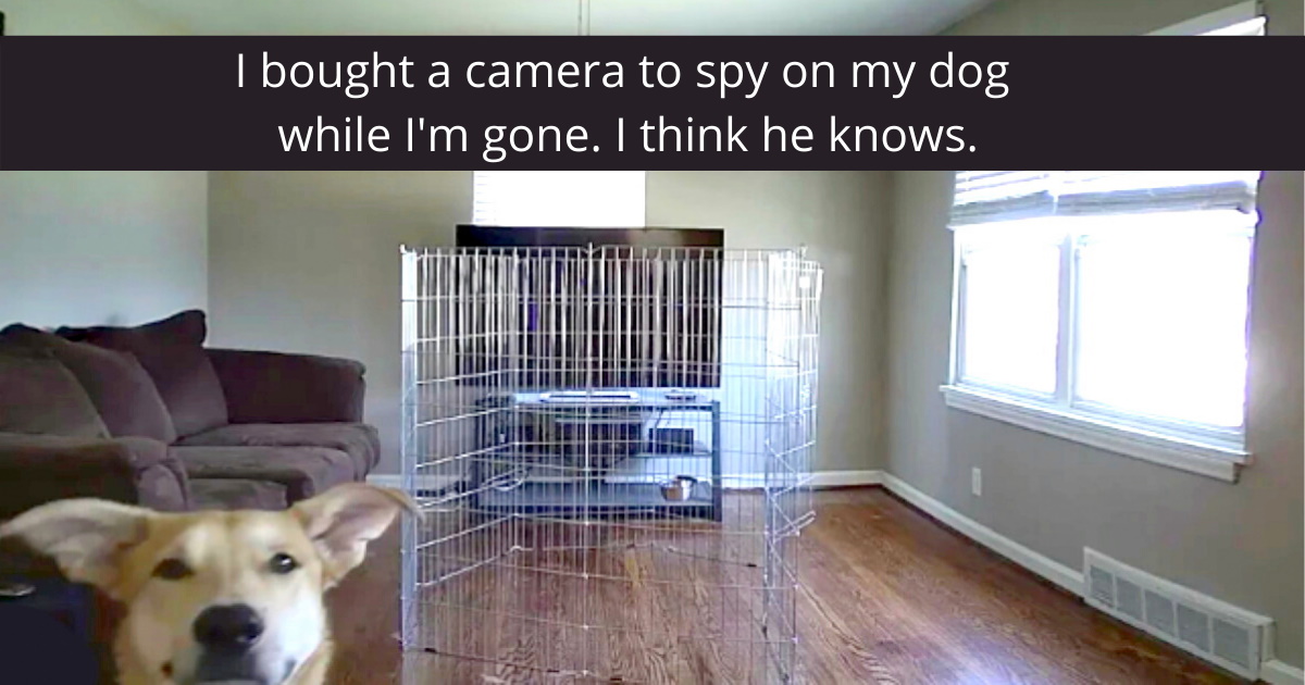 45 hilarious dog photos that will make you adore them even more