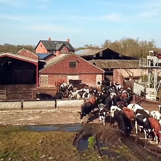Over 100 happy cows run on the grass for the first time 6 months