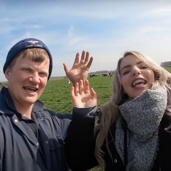 Over 100 happy cows run on the grass for the first time 6 months