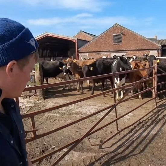 Over 100 happy cows run on the grass for the first time 6 months