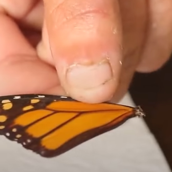 Outdoorsy fisherman grabs for his bottle of superglue to help save a ...