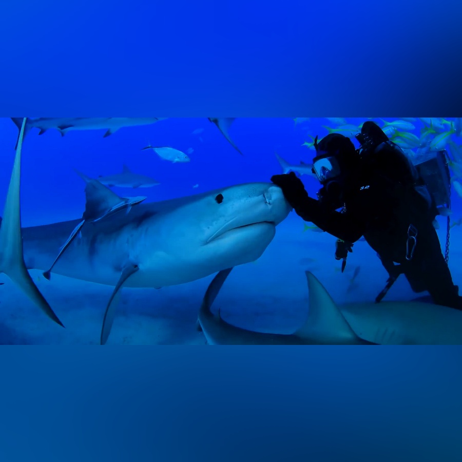 Wild shark sees human best friend after being separated for year