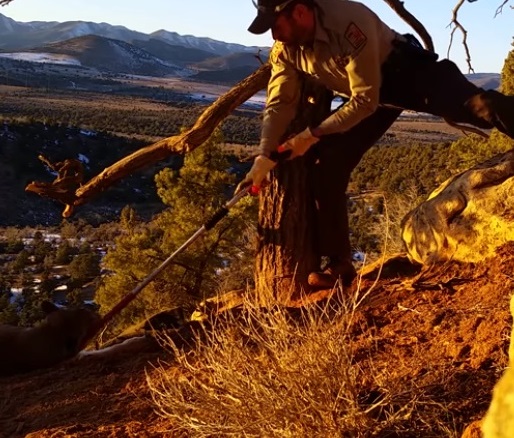 Two officers save cougar caught in trap