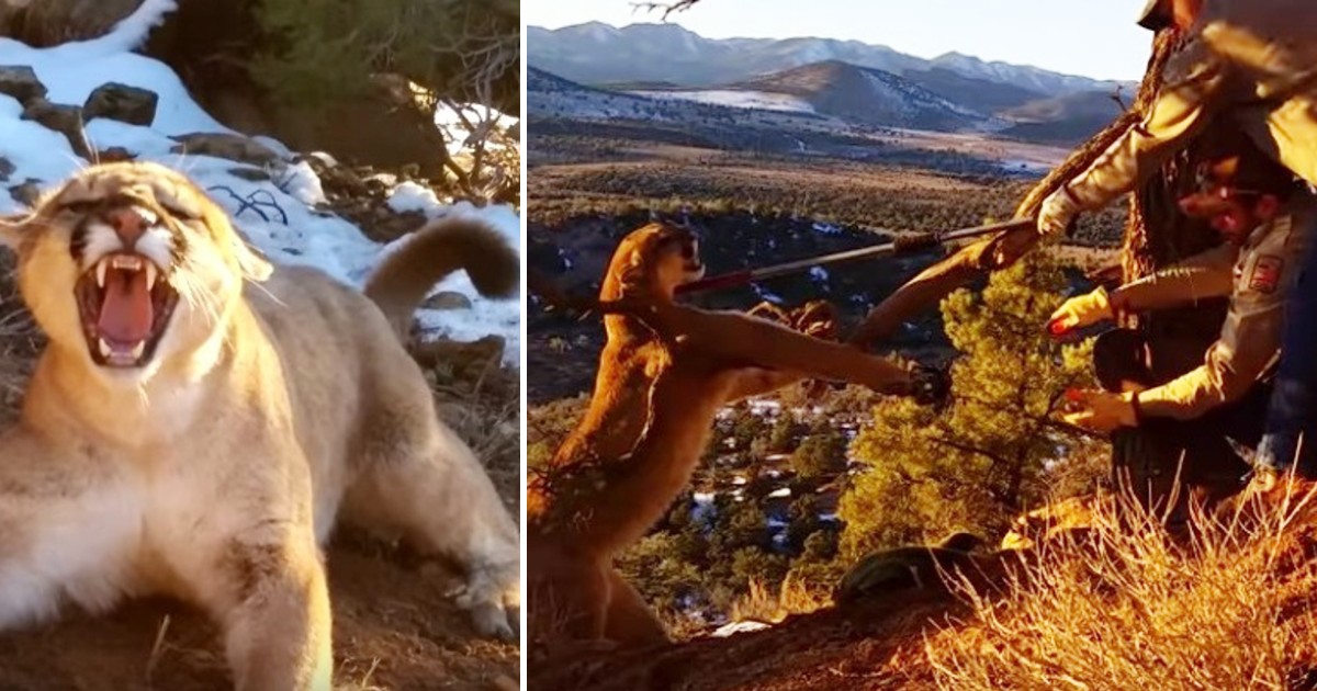 Two officers save cougar caught in trap