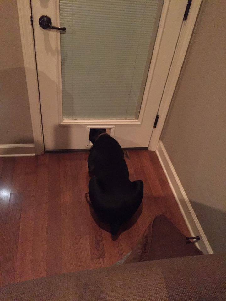 Dad spends 2 hours building door for cat but cat has another idea