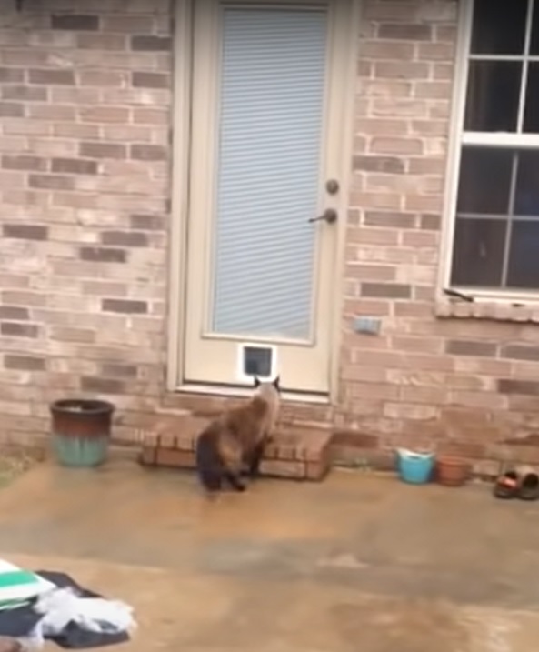 Dad spends 2 hours building door for cat but cat has another idea