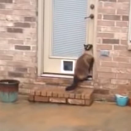 Dad spends 2 hours building door for cat but cat has another idea