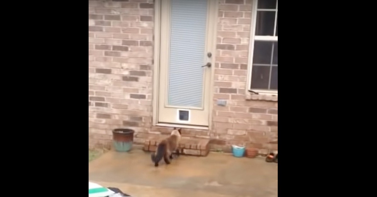 Dad spends 2 hours building door for cat but cat has another idea