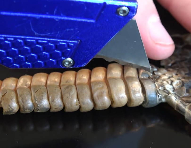 Man slices into rattlesnake’s tail to see what’s inside